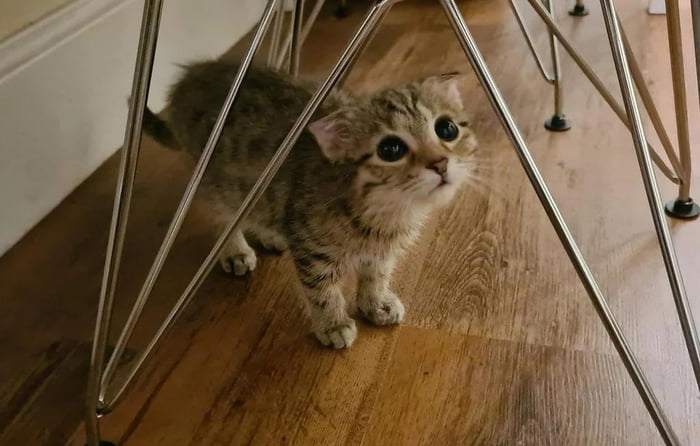 This is Boba! She's tiny. - 9GAG