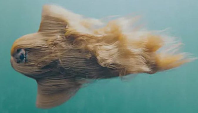 Chewbacca swimming ! You're welcome ! - 9GAG