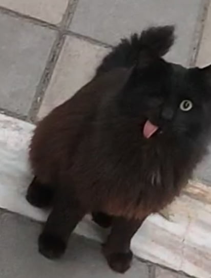 Derp Cat - 9GAG