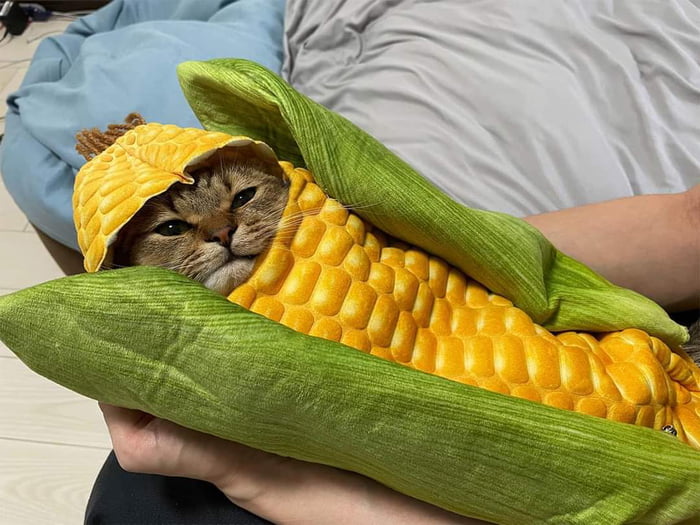 Purr-corn - 9GAG