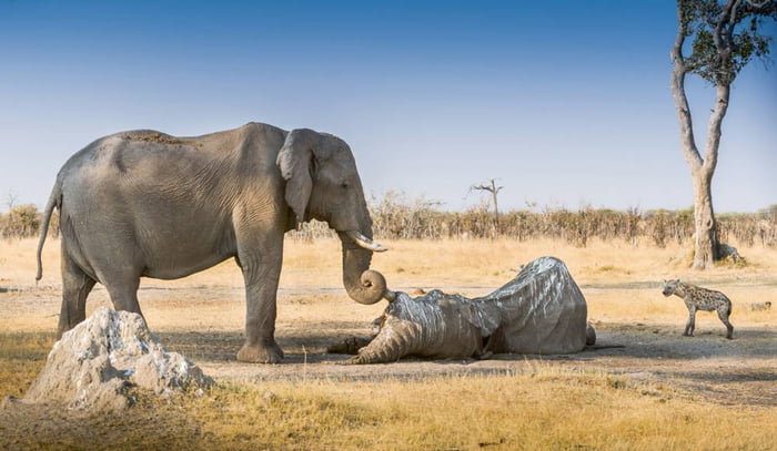 We came across an elephant whose corpse was overcome by vultures and ...