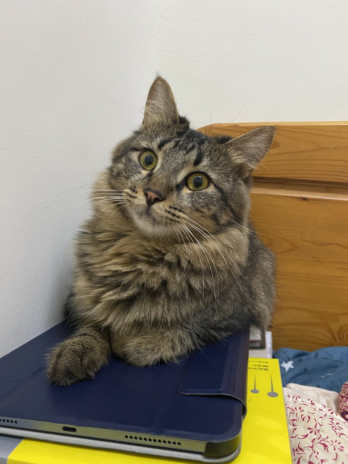 Doge but the cat. - 9GAG