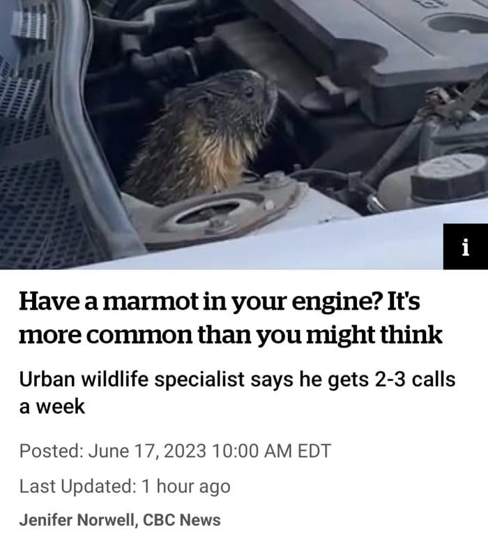 Having a "marmot in your engine" ought to be a Canadian euphemism - 9GAG