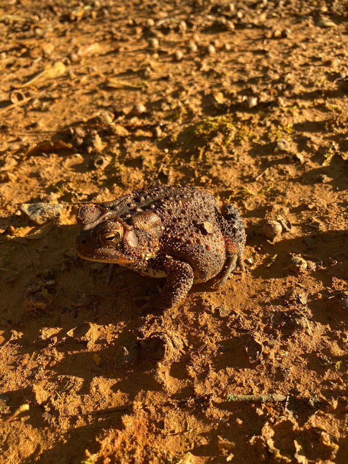 Magic toad wishes you a good Wednesday - 9GAG