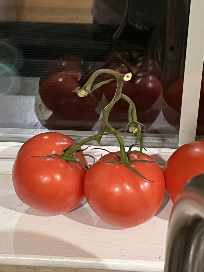 Tomato walker - 9GAG