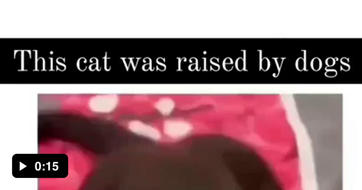 This cat was raised by dogs - 9GAG