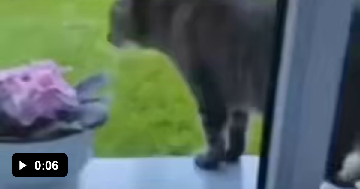 Do not the cat, especially when it’s stalking the prey - 9GAG