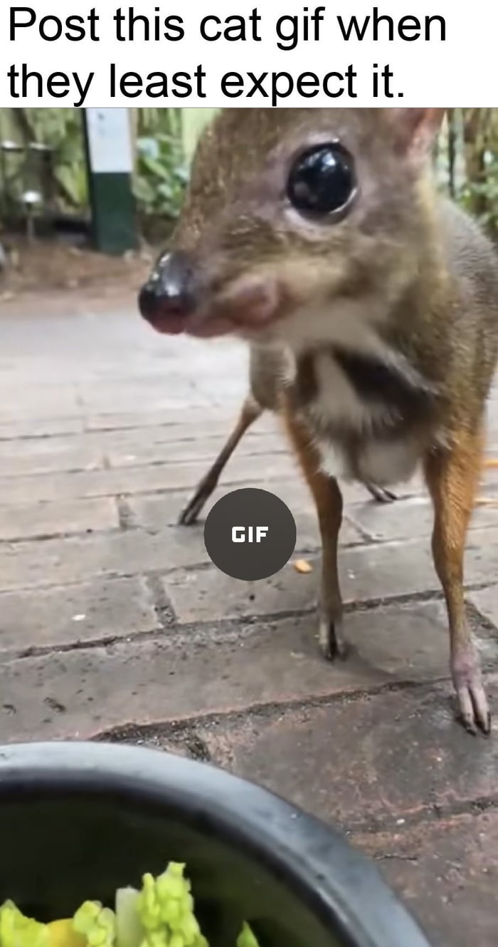 Cat - 9GAG
