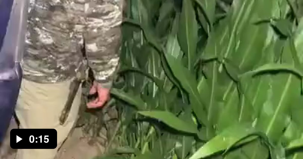 "Needle dick" - 9GAG