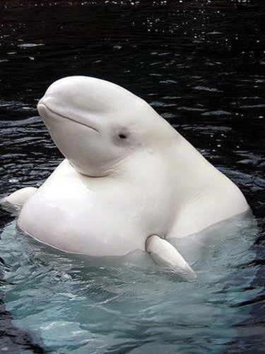 Absolute Beluga - 9GAG