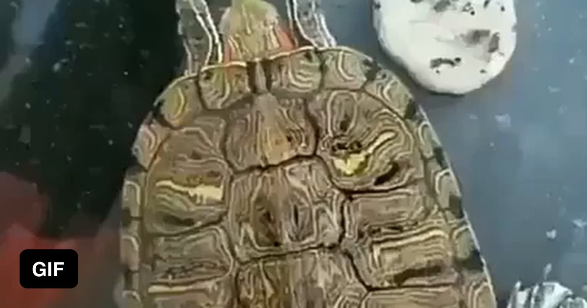 Turtle Slapping Turtle - 9GAG
