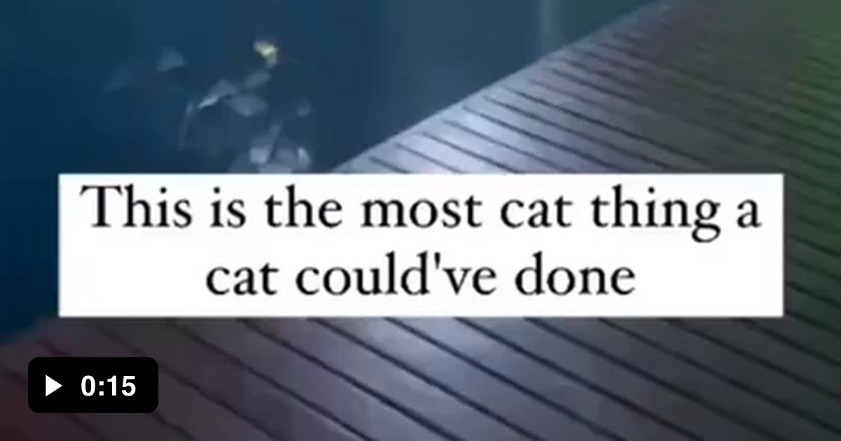 Cat goes yeet - 9GAG