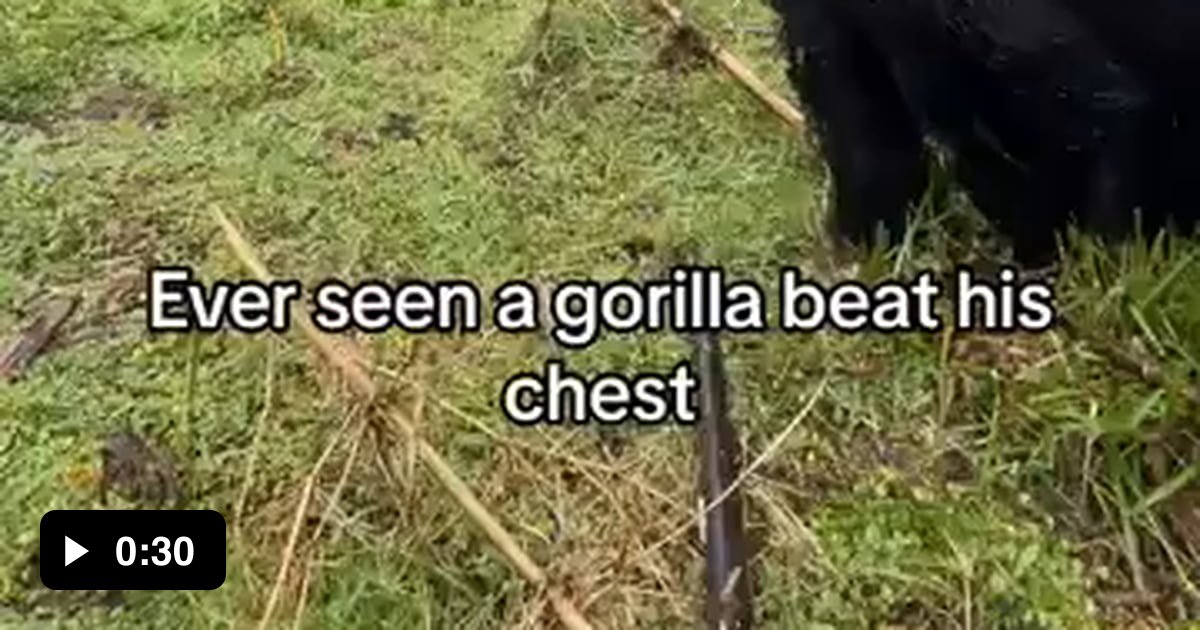 Gorilla beating his chest - 9GAG