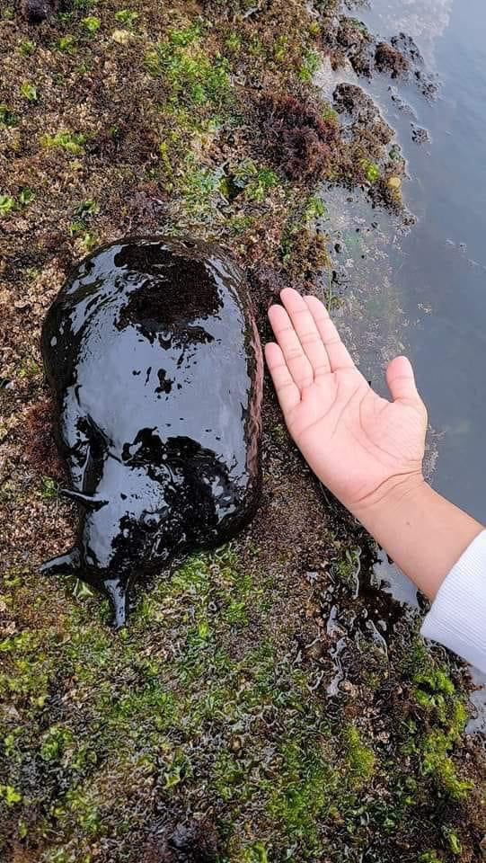 Absolute unit of a slug boy - 9GAG