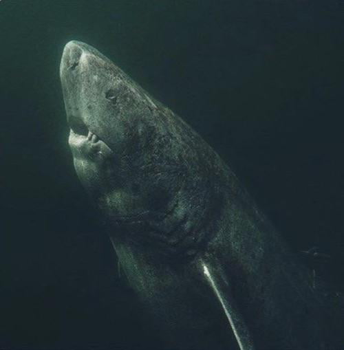 Greenland sharks can grow up to 5m in length and mature extremely ...