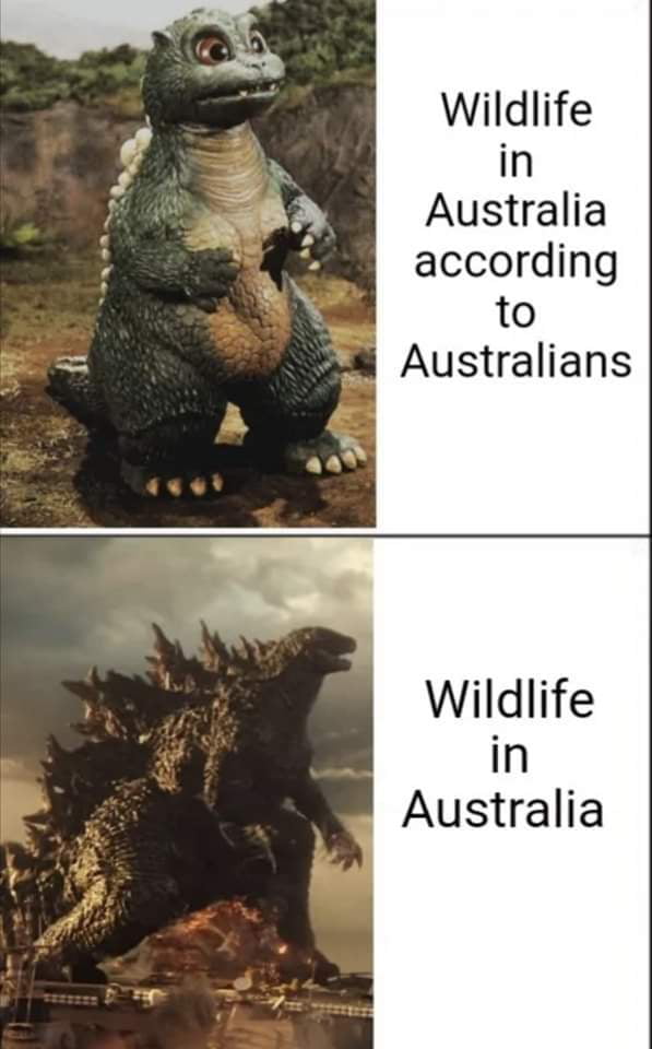 A little Joey is not fooling anyone, Australia - 9GAG