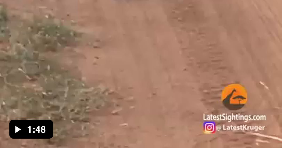 Flock of angry birds gang up and attacks a snake! - 9GAG