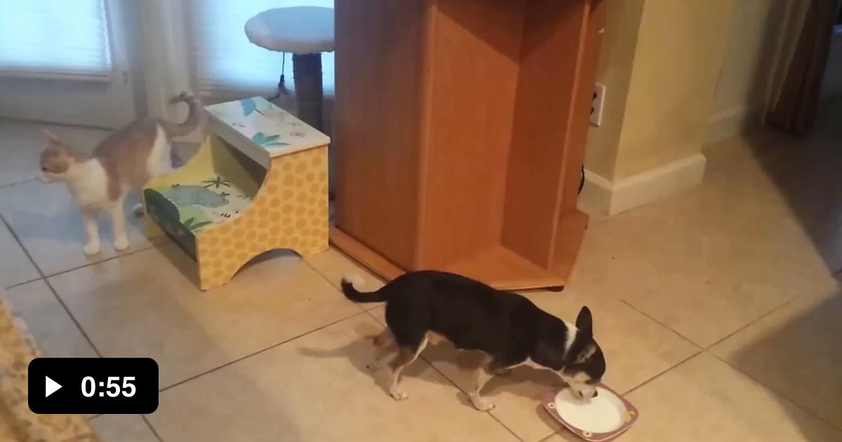 Fight over food 😄 - 9GAG