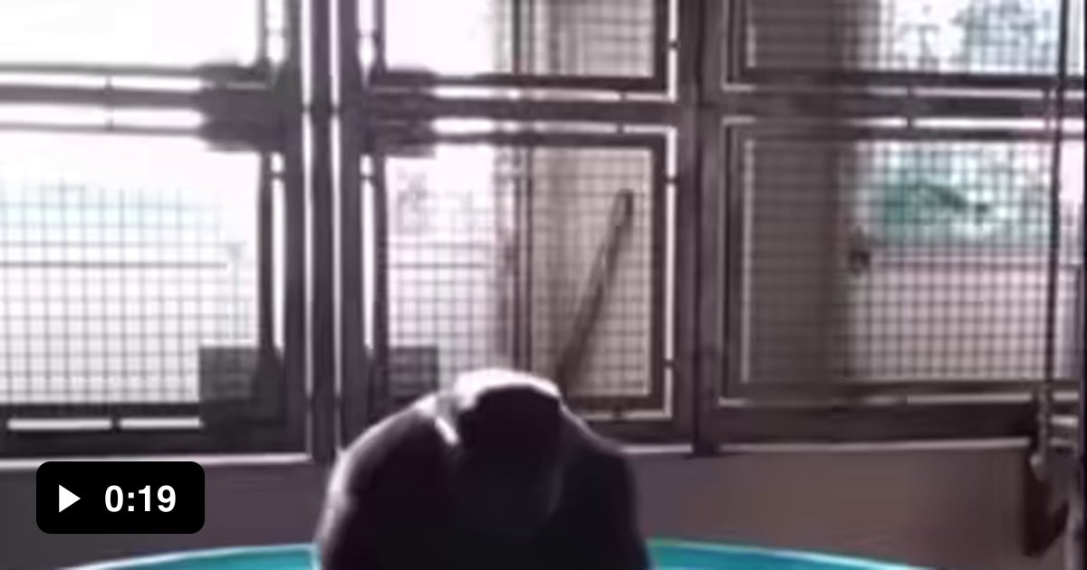 Flashdance meets Congo - 9GAG