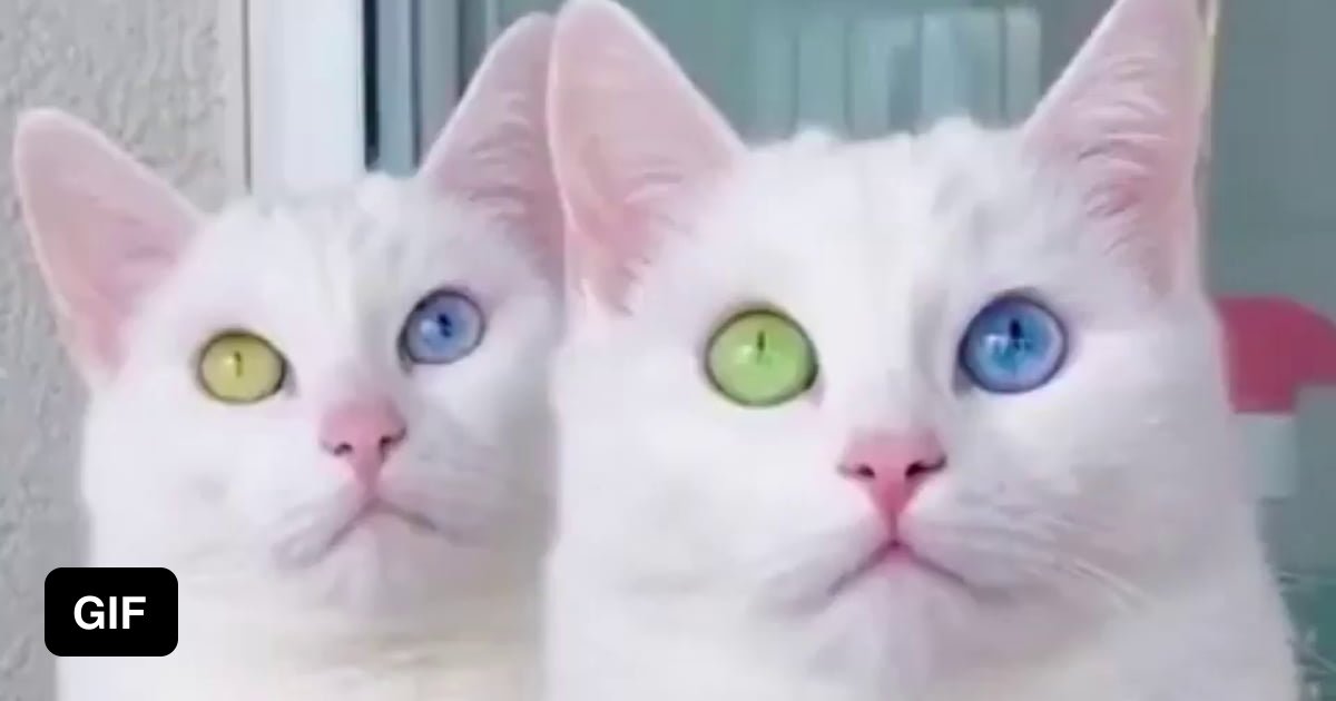 Cats multi-colored eyes (Heterochromia) - 9GAG