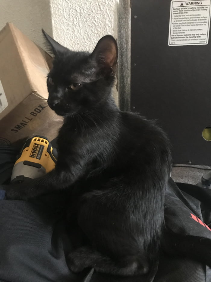 Bendy the flexible cat - 9GAG