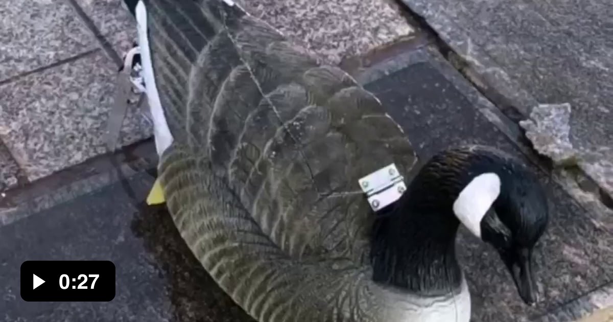 Fast as duck boiii - 9GAG