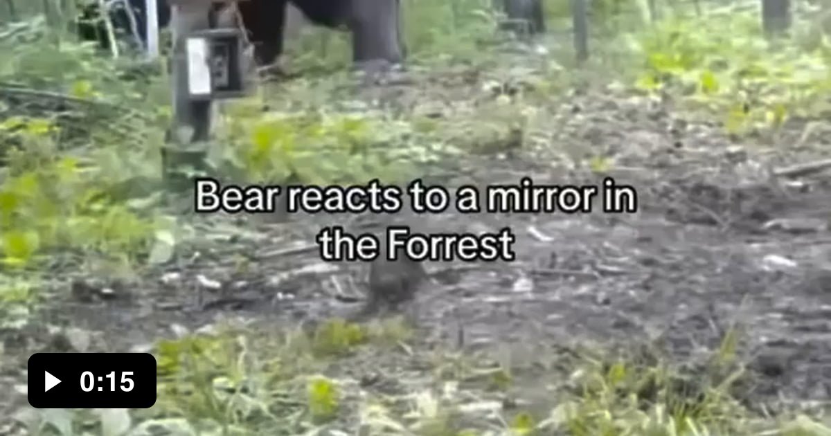 Bear's hilarious reaction on seeing its reflection in a mirror - 9GAG