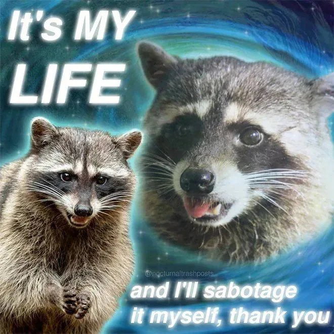 Let us collect the best trash panda memes - 9GAG