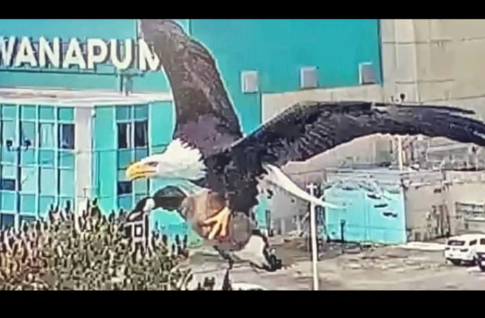 Bald Eagles will help birds who struggle to fly (lol) - 9GAG