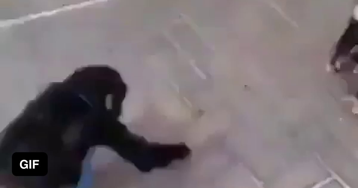 Chimp brothers reunited after rescue and living in different NGOs.. - 9GAG