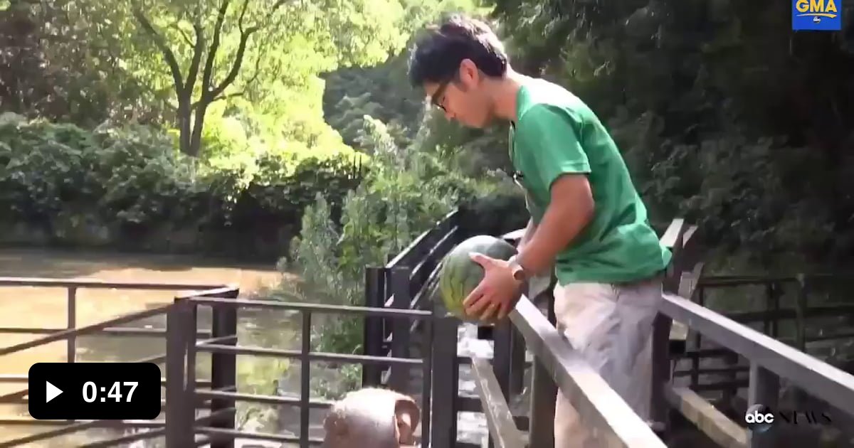 Hippos devour watermelons in one bite - 9GAG
