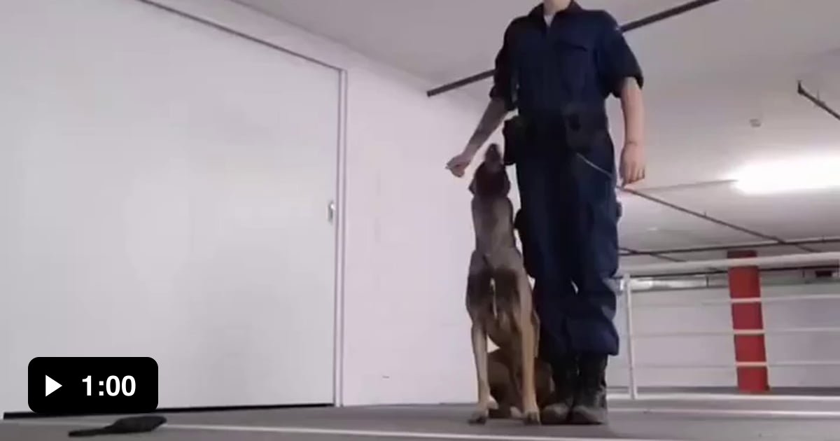 K9 dog training with a one and a half yo malinois - 9GAG