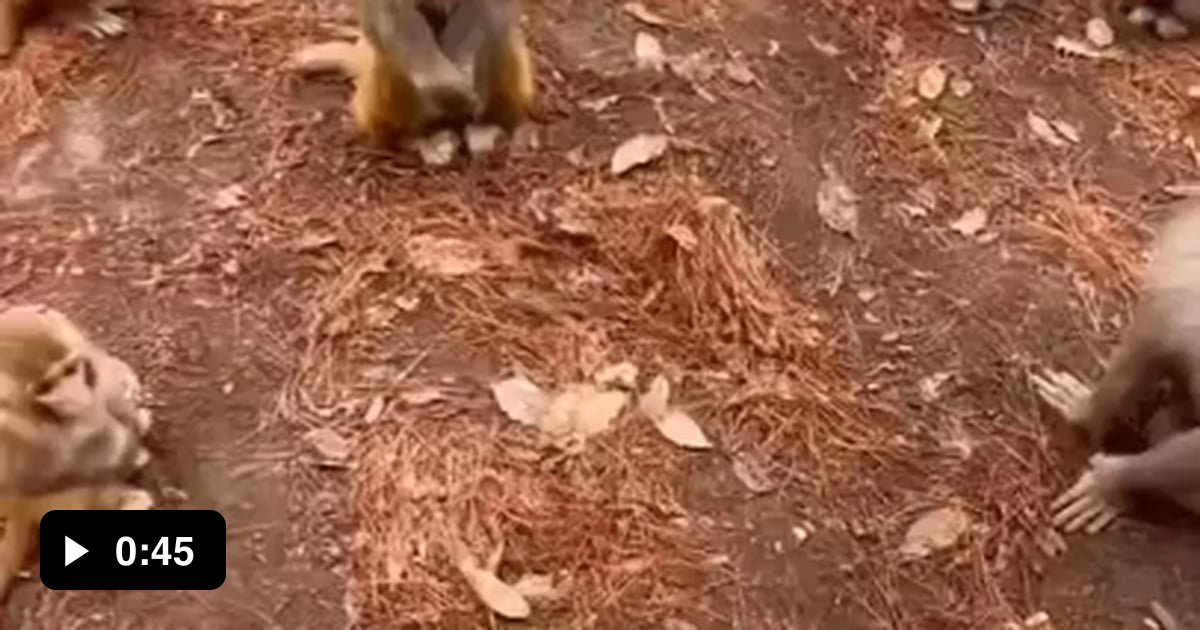 Feeding some monkeys - 9GAG