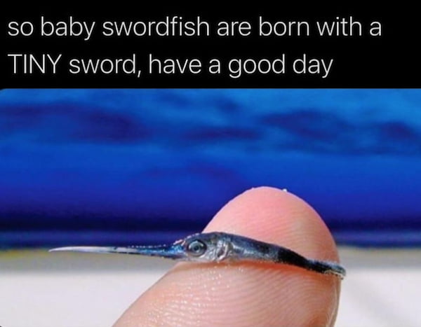 Cute 9gag