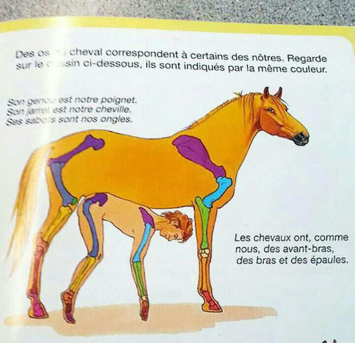 Illustration from a French anatomy book showing how a horse's bones are ...