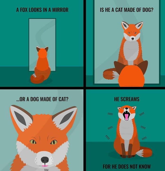 Confused fox is confused - 9GAG