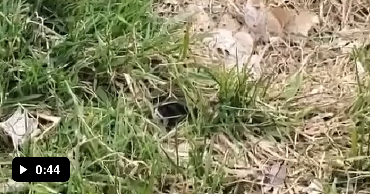 Smol Sneks: cute hydra of the damned - 9GAG