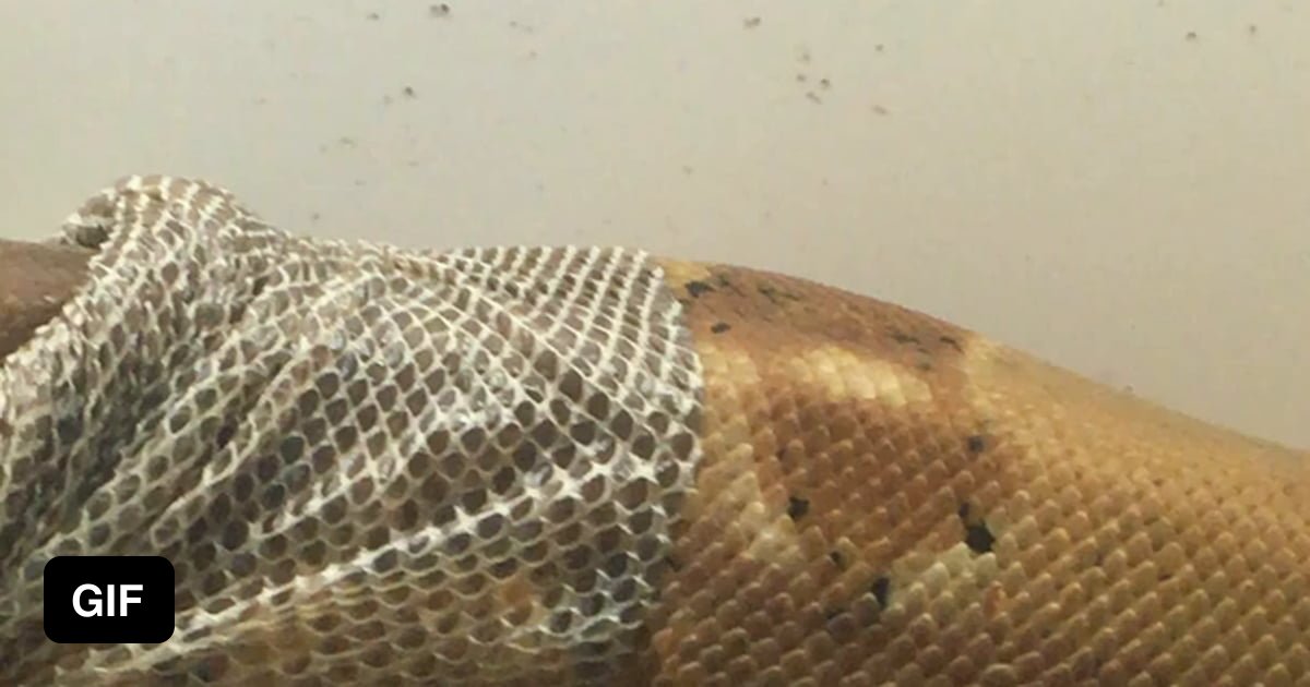 Caught the snake peeling. Thought you guys would like it. - 9GAG
