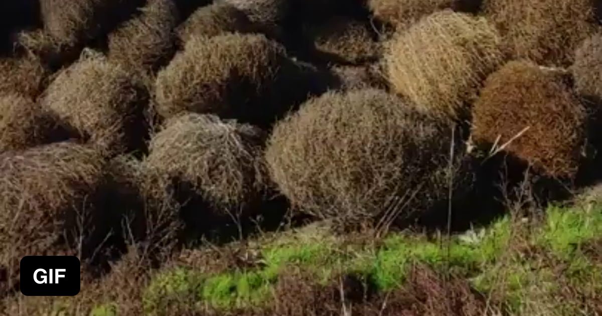 Tumbleweed migration - 9GAG