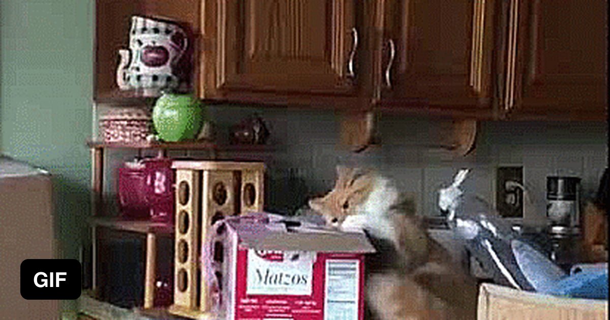 Cat playing with box - 9GAG