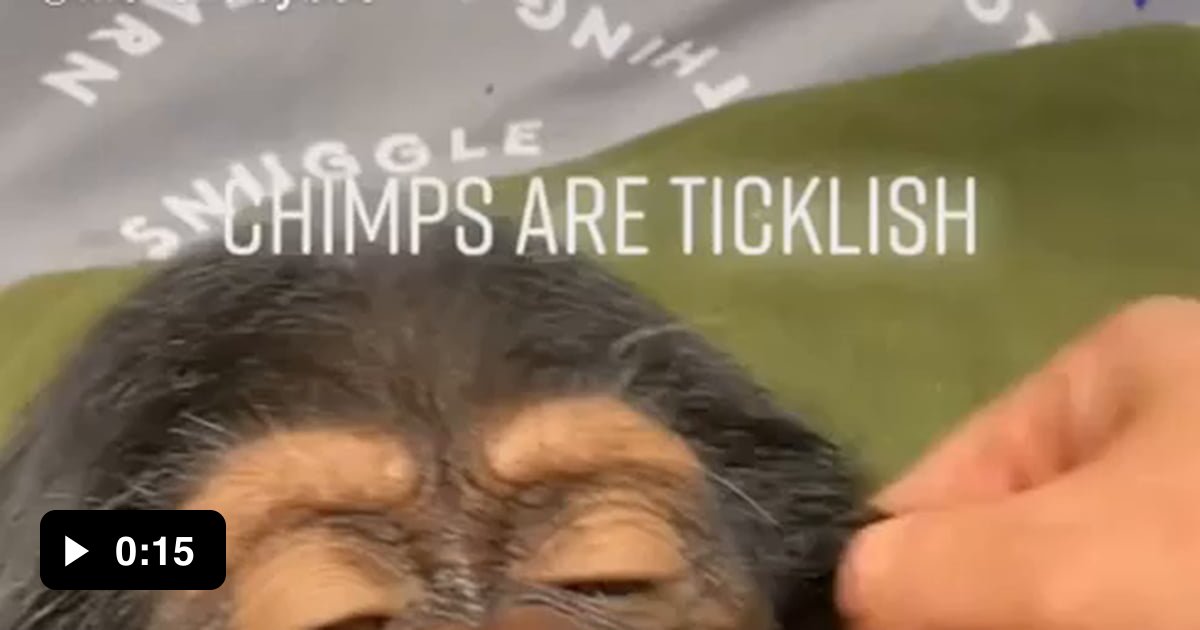Chimps are ticklish too. - 9GAG