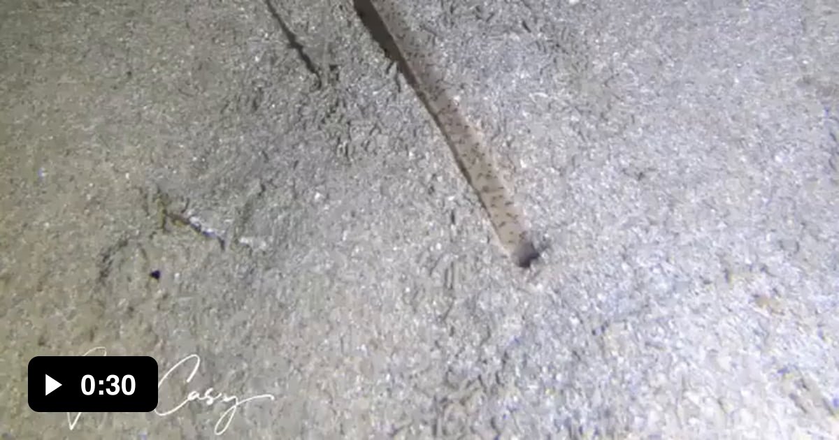 That's a long worm - 9GAG
