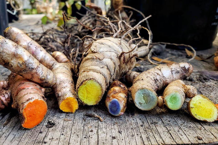 Different Turmeric roots and their variying colors - 9GAG