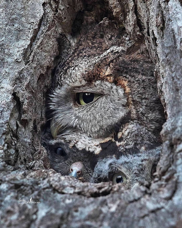 Three Owls hiding in a tree trunk. - 9GAG
