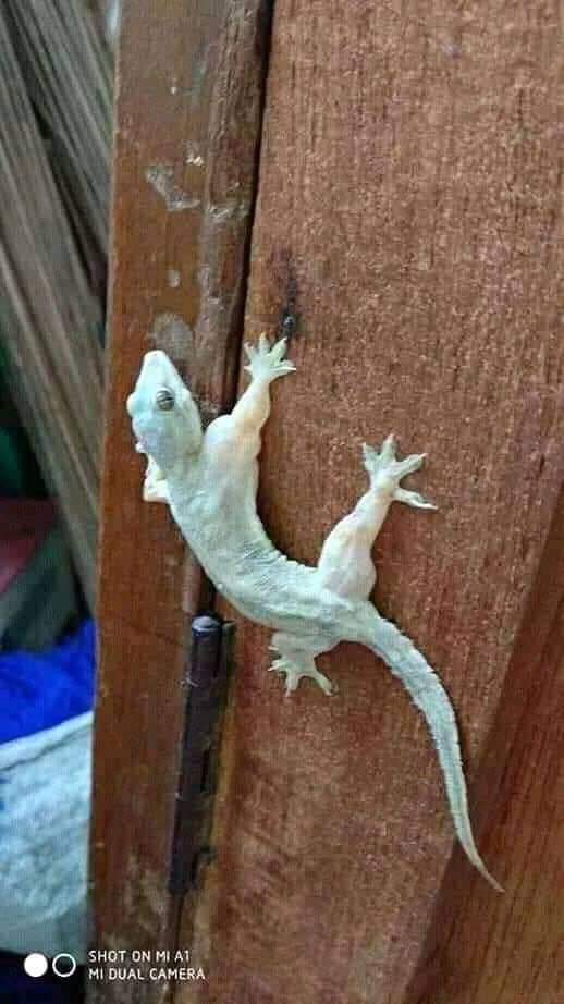 You don't wanna mess with a buff gecko. - 9GAG