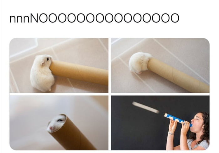 Little hamster - 9GAG