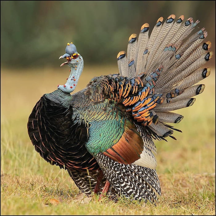 The Ocellated Turkey resides primarily in the Yucatán Peninsula ...