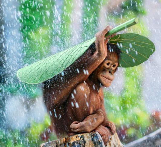 Orangutans are taught from an early age to use giant leaves as ...
