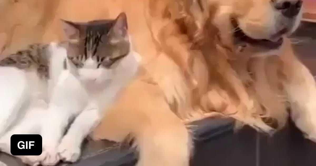 Too pure for this world. - 9GAG