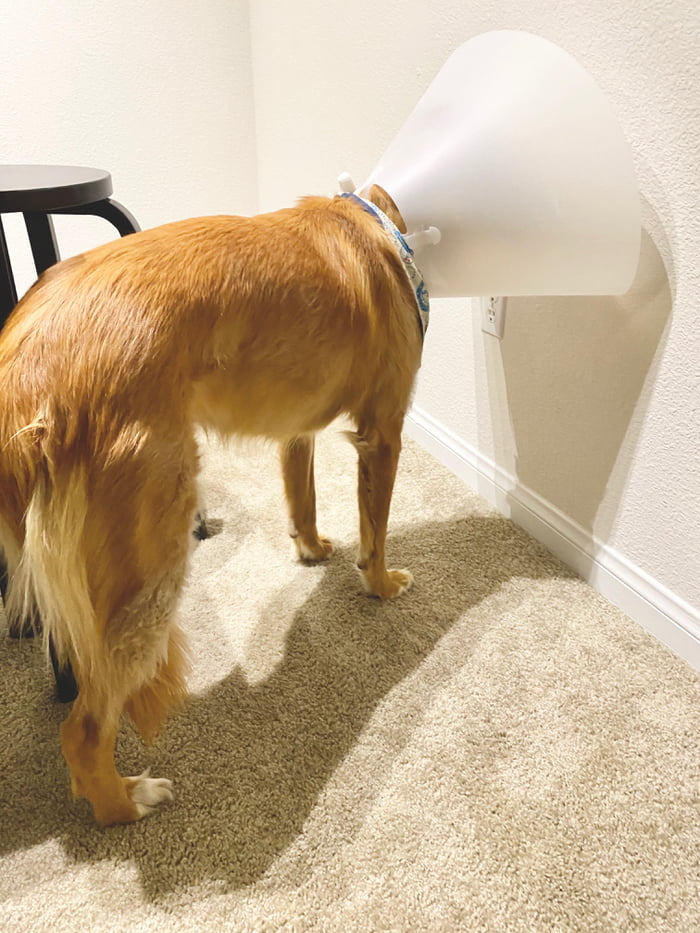 Monday’s are ruff - 9GAG